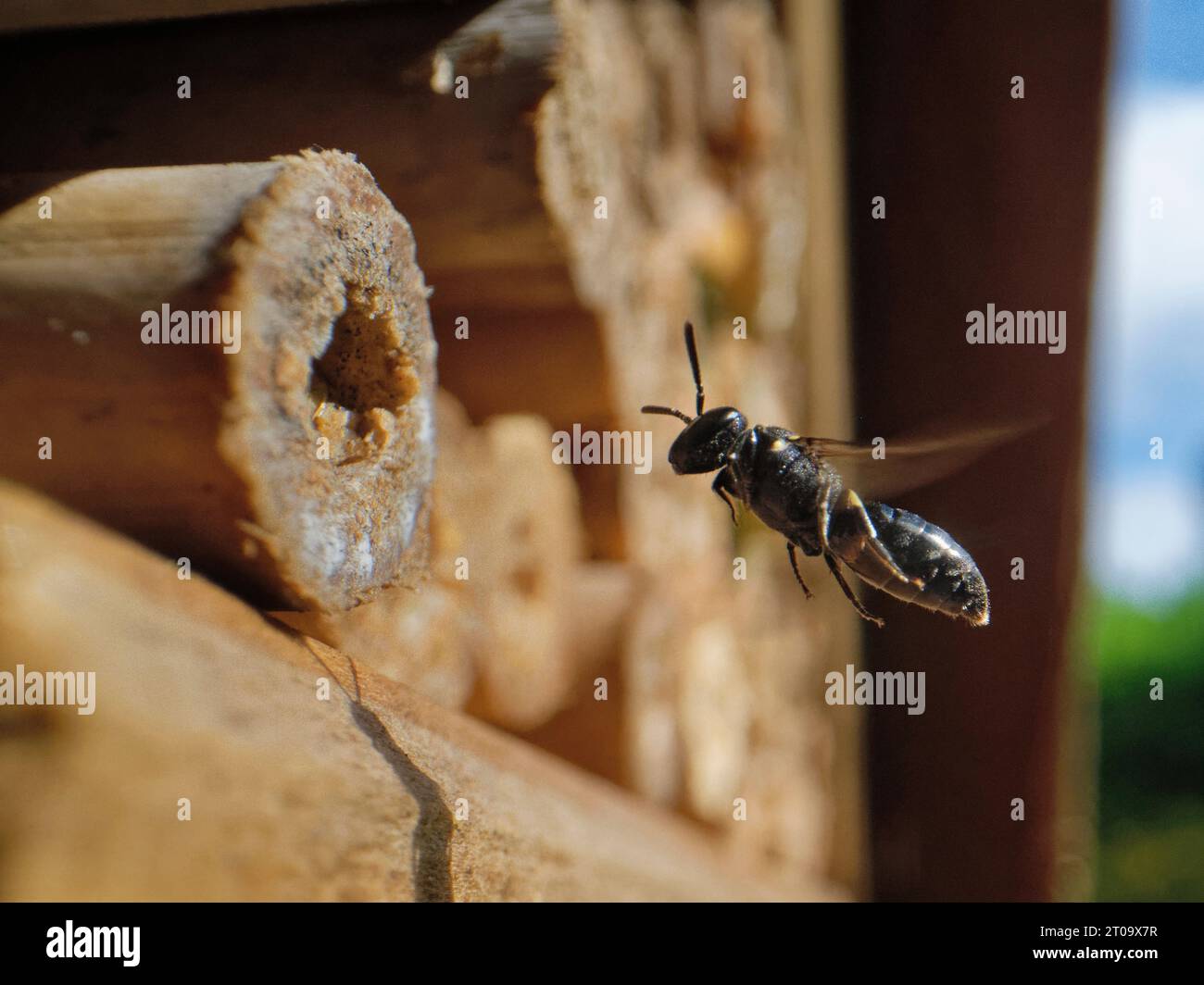 Common yellow-faced bee (Hylaeus communis) flying to its nest burrow in ...