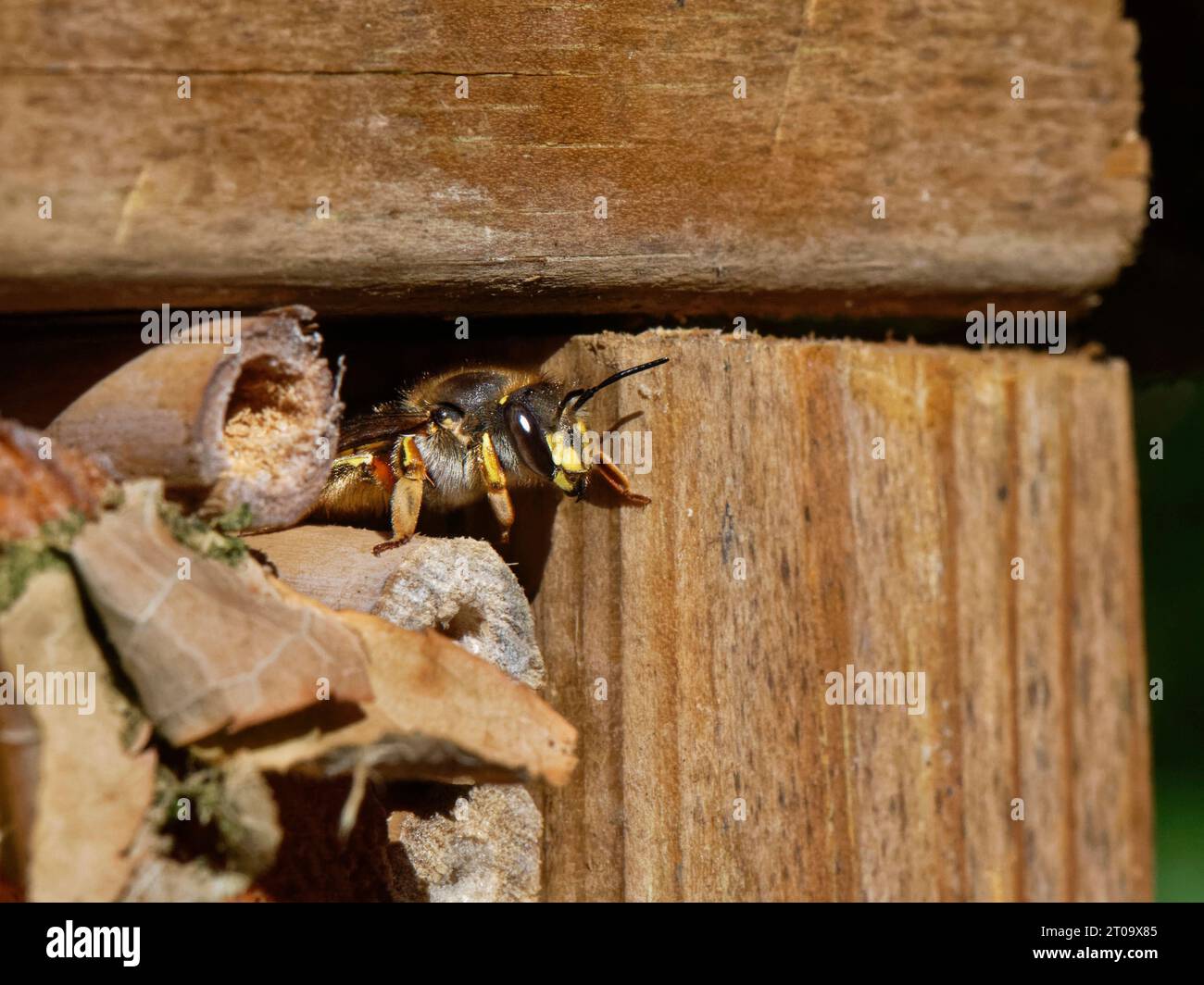Carder bee nest garden hi-res stock photography and images - Alamy