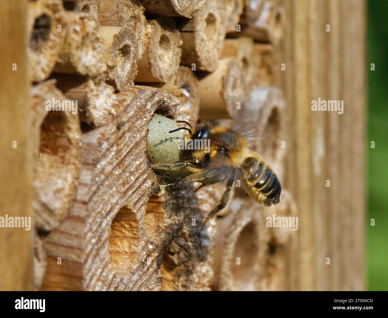 Wood-carving leafcutter bee (Megachile ligniseca) female removing ...