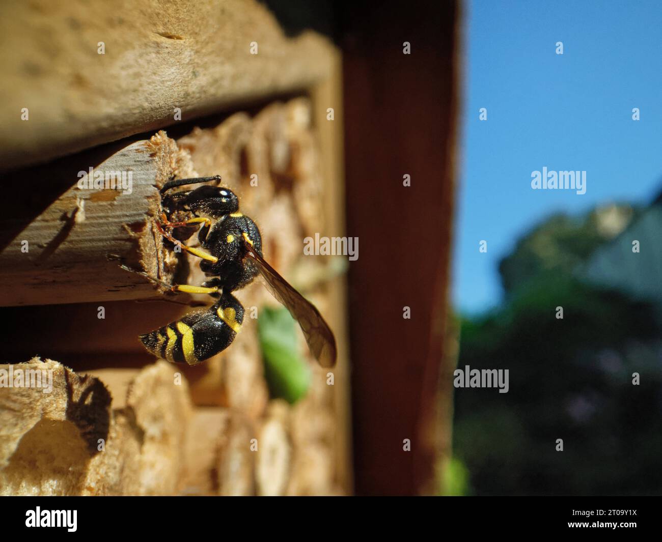 Mason wasp / Potter wasp (Ancistrocerus sp.) sealing its nest hole in ...