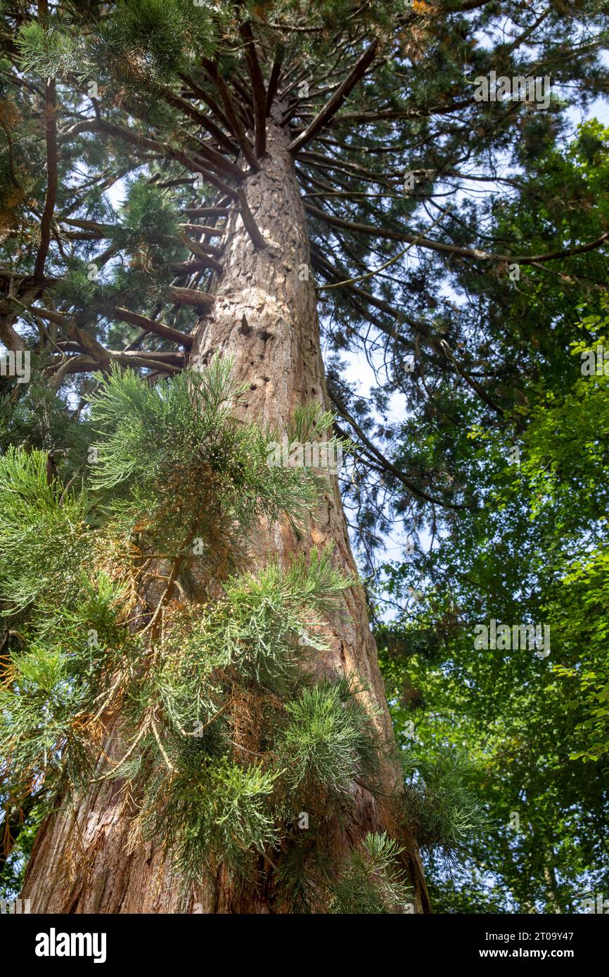 Sequoiadendron giganteum giant redwood trees on the Tall Trees Trail in ...