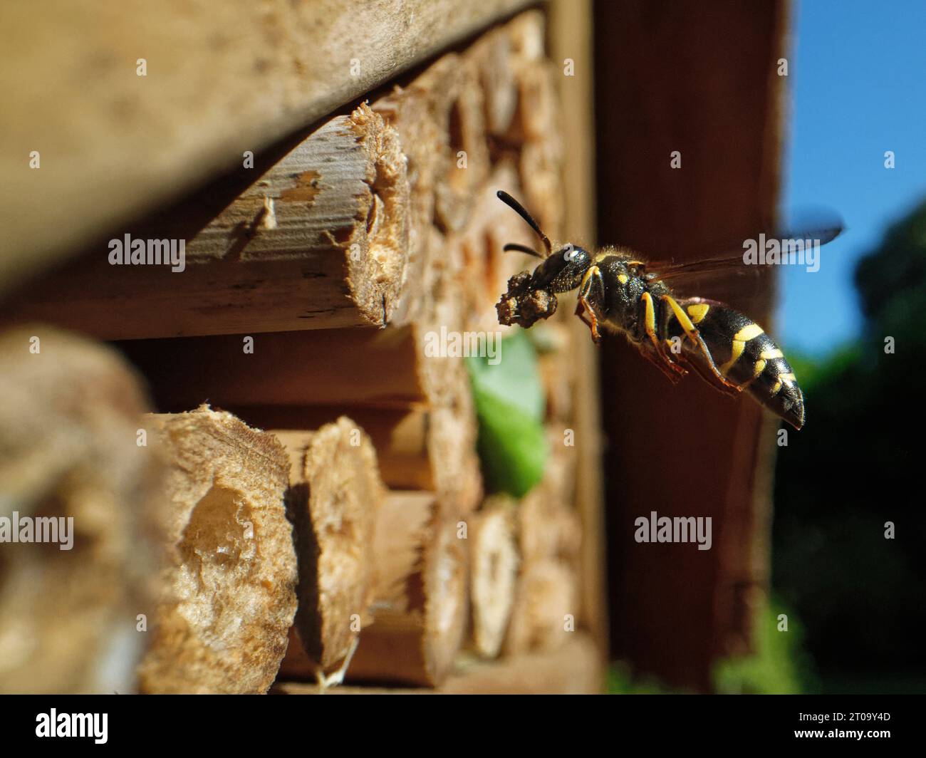 Mason wasp / Potter wasp (Ancistrocerus sp.) flying to its nest hole in ...