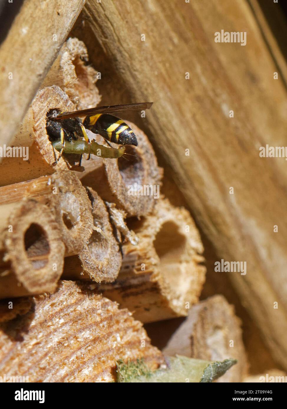 Mason wasp / Potter wasp (Ancistrocerus sp.) landing at its nest hole ...