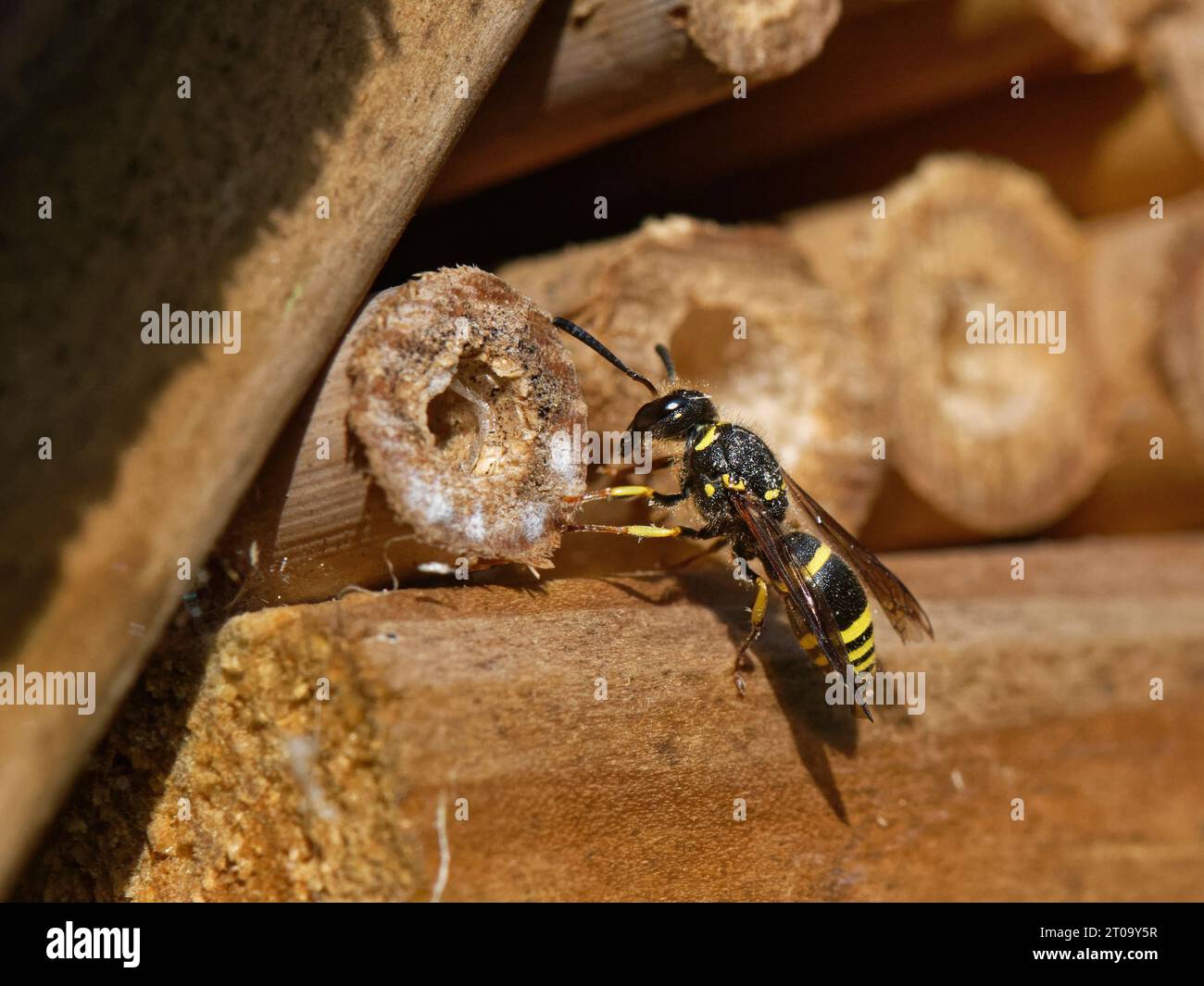 Mason wasp / Potter wasp (Ancistrocerus sp.) inspecting a nest hole in ...