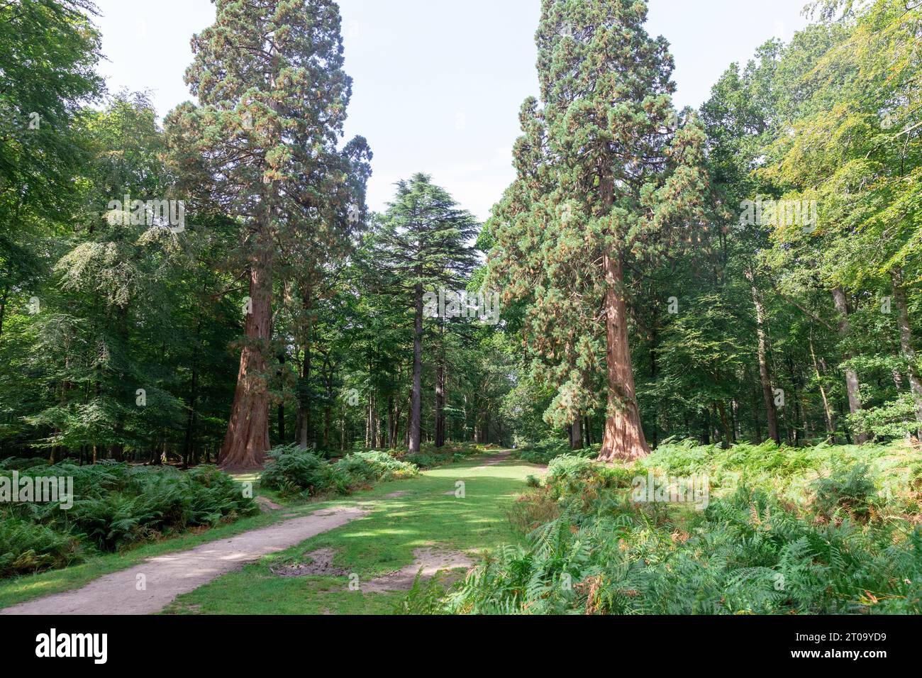 Sequoiadendron giganteum giant redwood trees on the Tall Trees Trail in ...