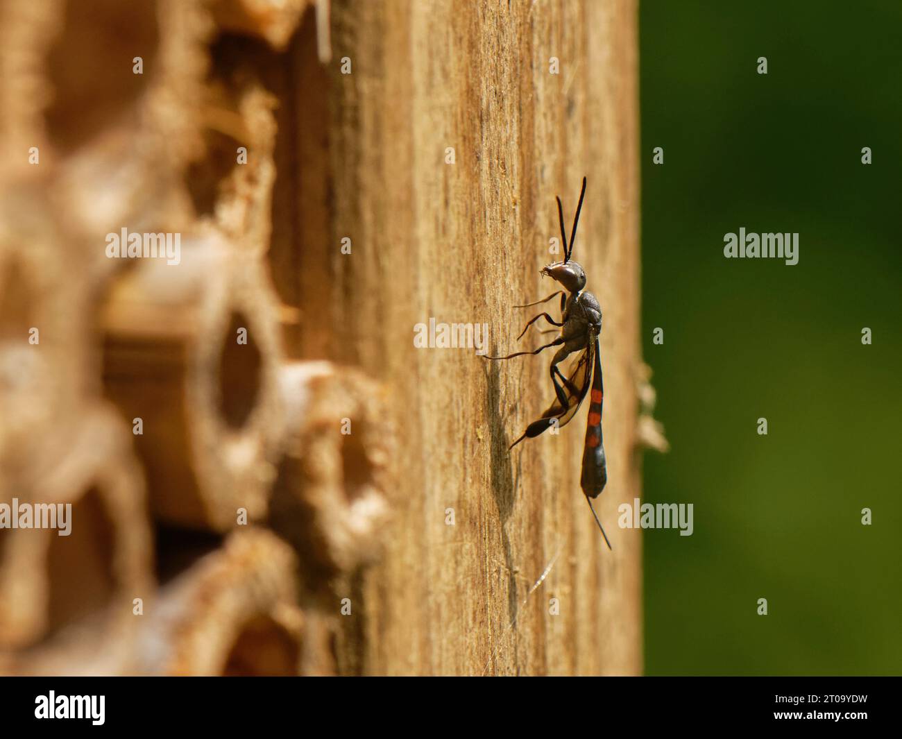 Lesser Pennant / Wild carrot wasp (Gasteruption assectator), a parasite ...