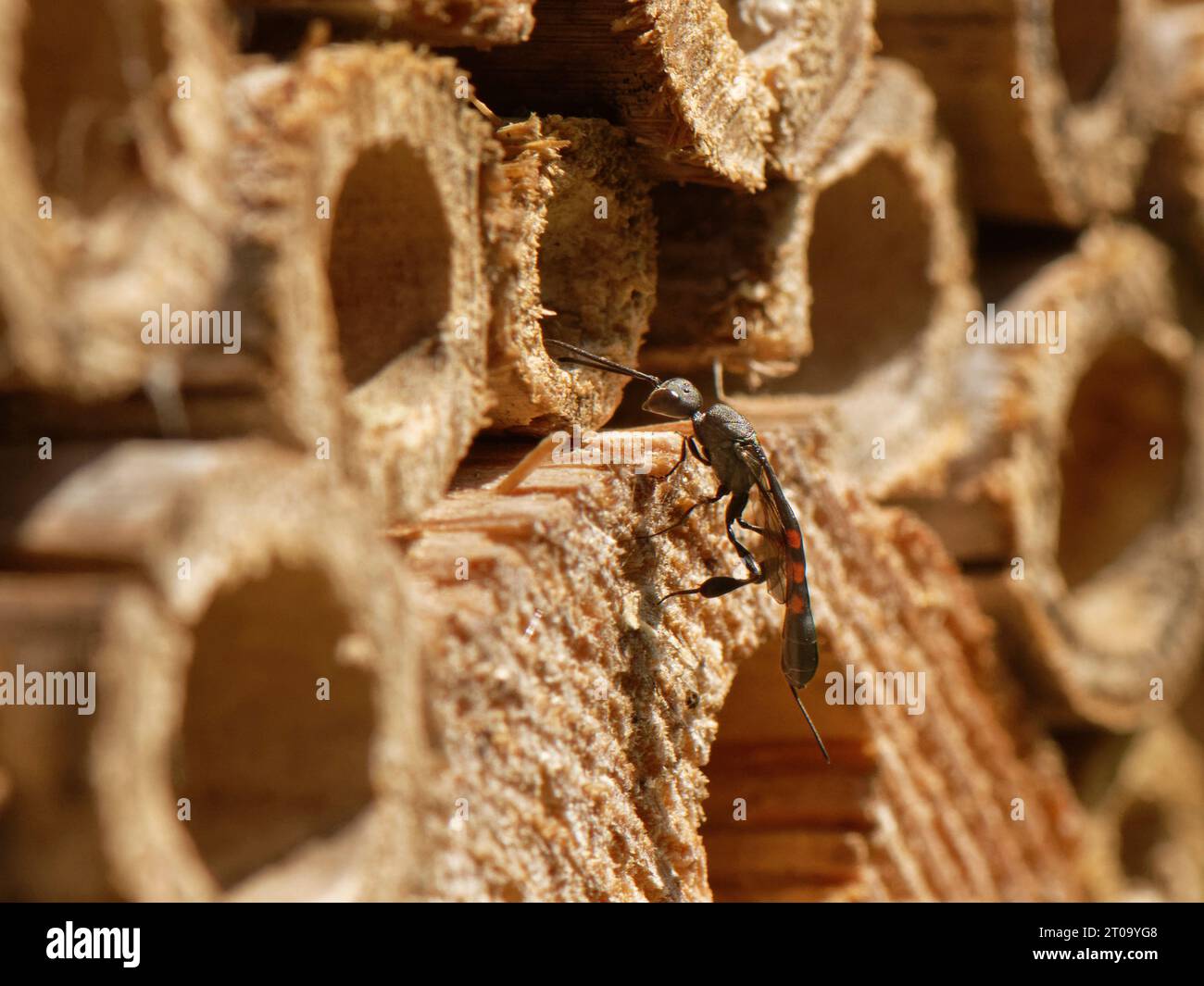 Lesser Pennant / Wild carrot wasp (Gasteruption assectator), a parasite ...