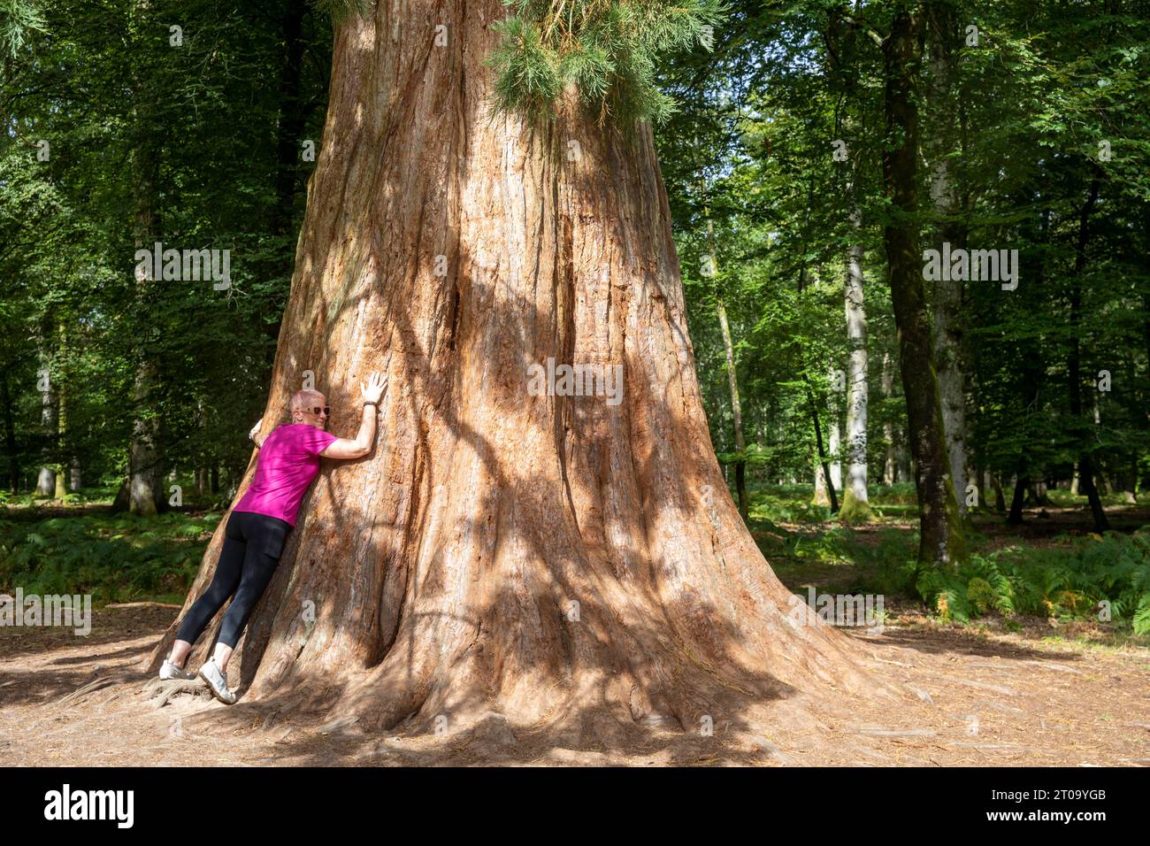 Woman hugs giant redwood tree hi-res stock photography and images - Alamy