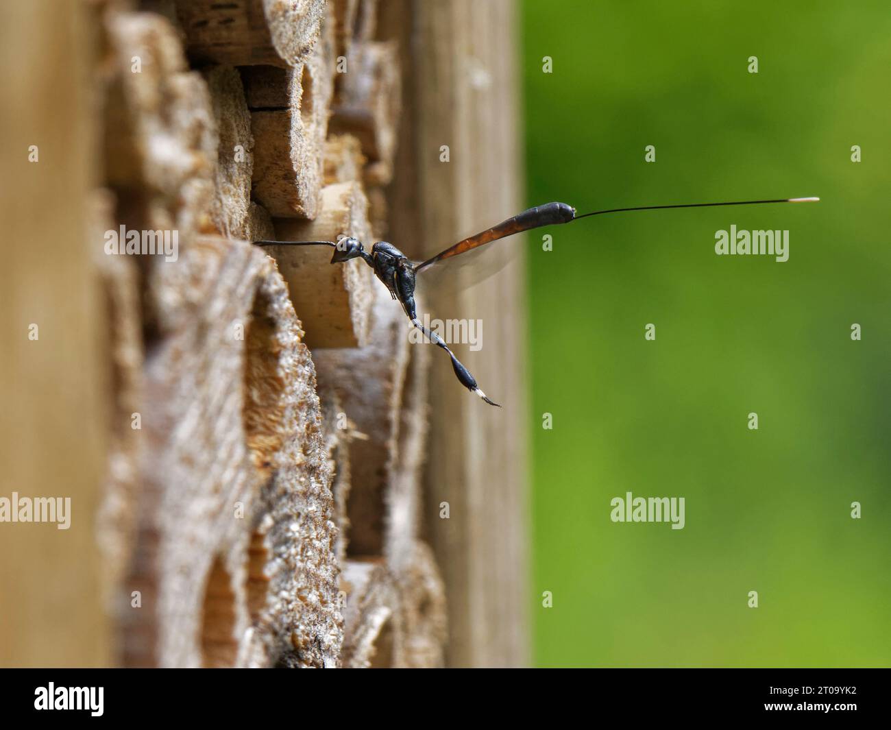 Great pennant / Wild carrot wasp (Gasteruption jaculator) a parasite of ...