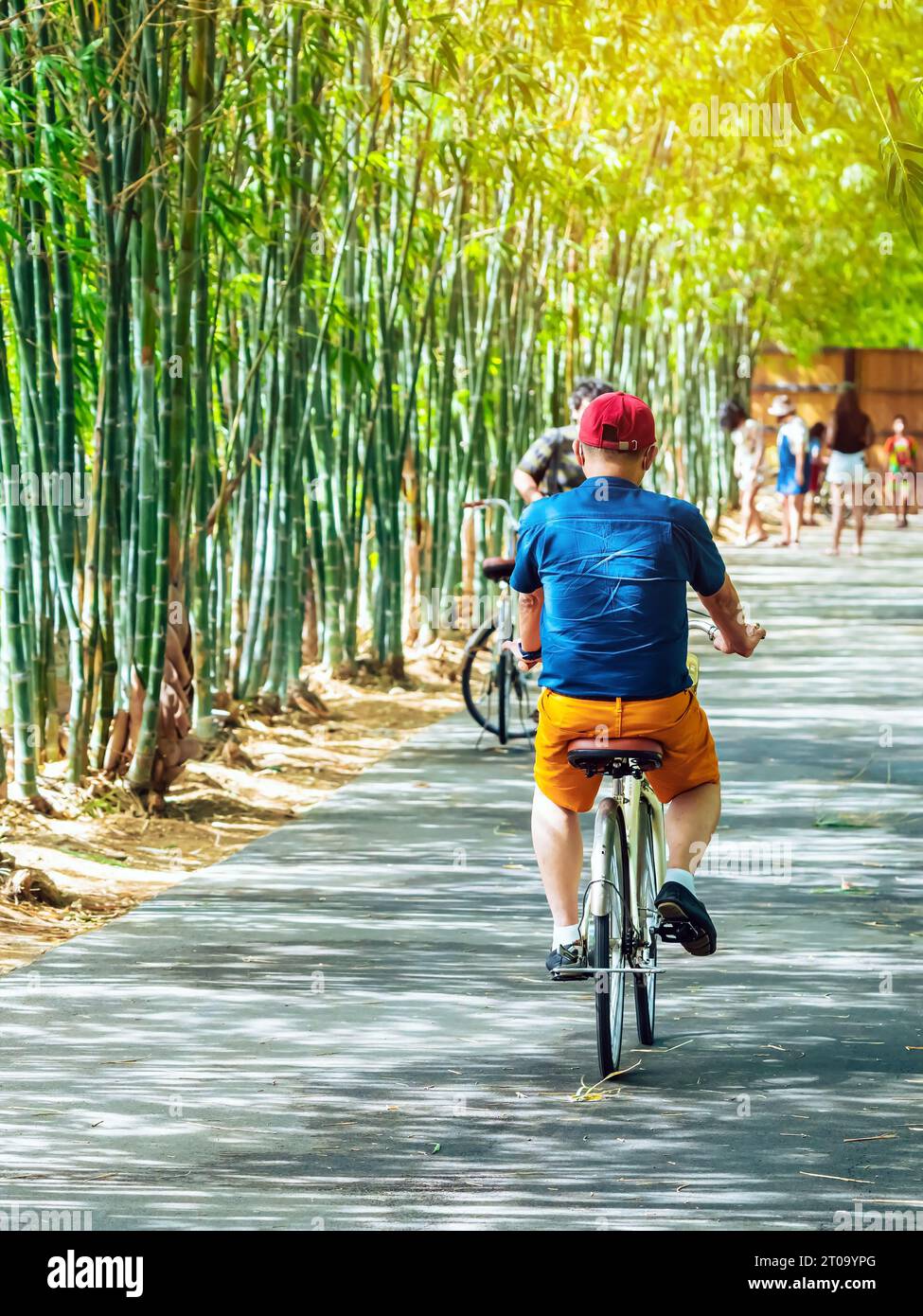 Back view of happy Asian man rides bicycle in sunny bamboo park. Man ...