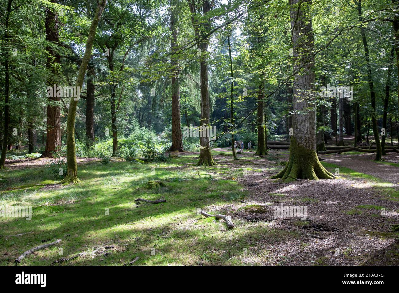 Tall Trees Trail in the New Forest national park near Brockenhurst ...