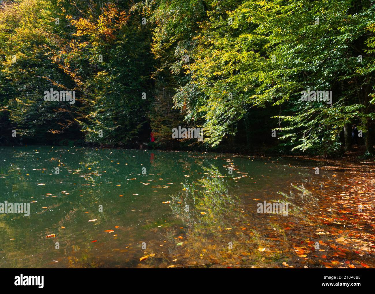 Yedigoller, Bolu, Turkey - October 23rd 2022: Golden moments by the ...
