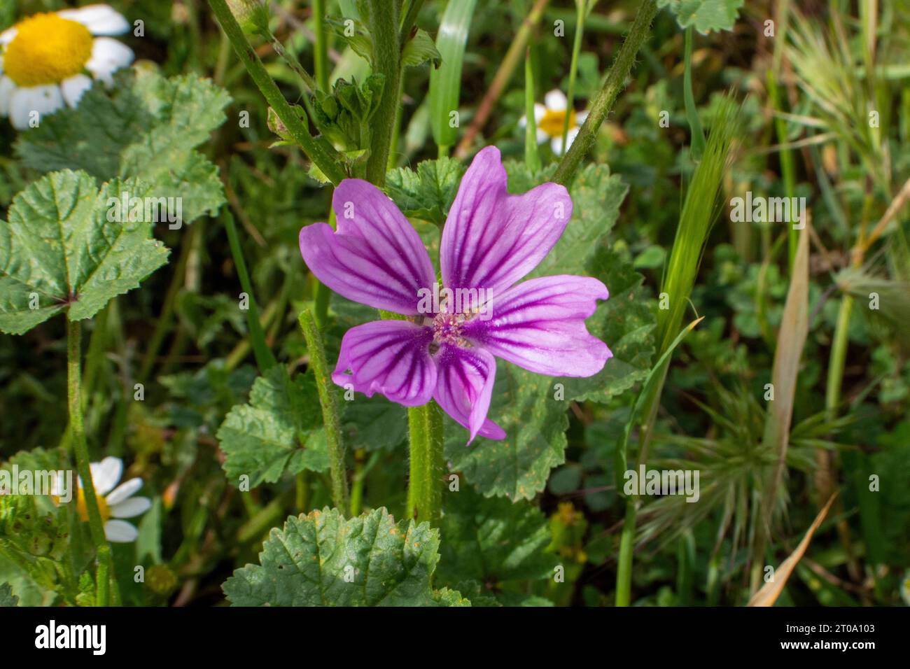 Malva de campo hi-res stock photography and images - Alamy