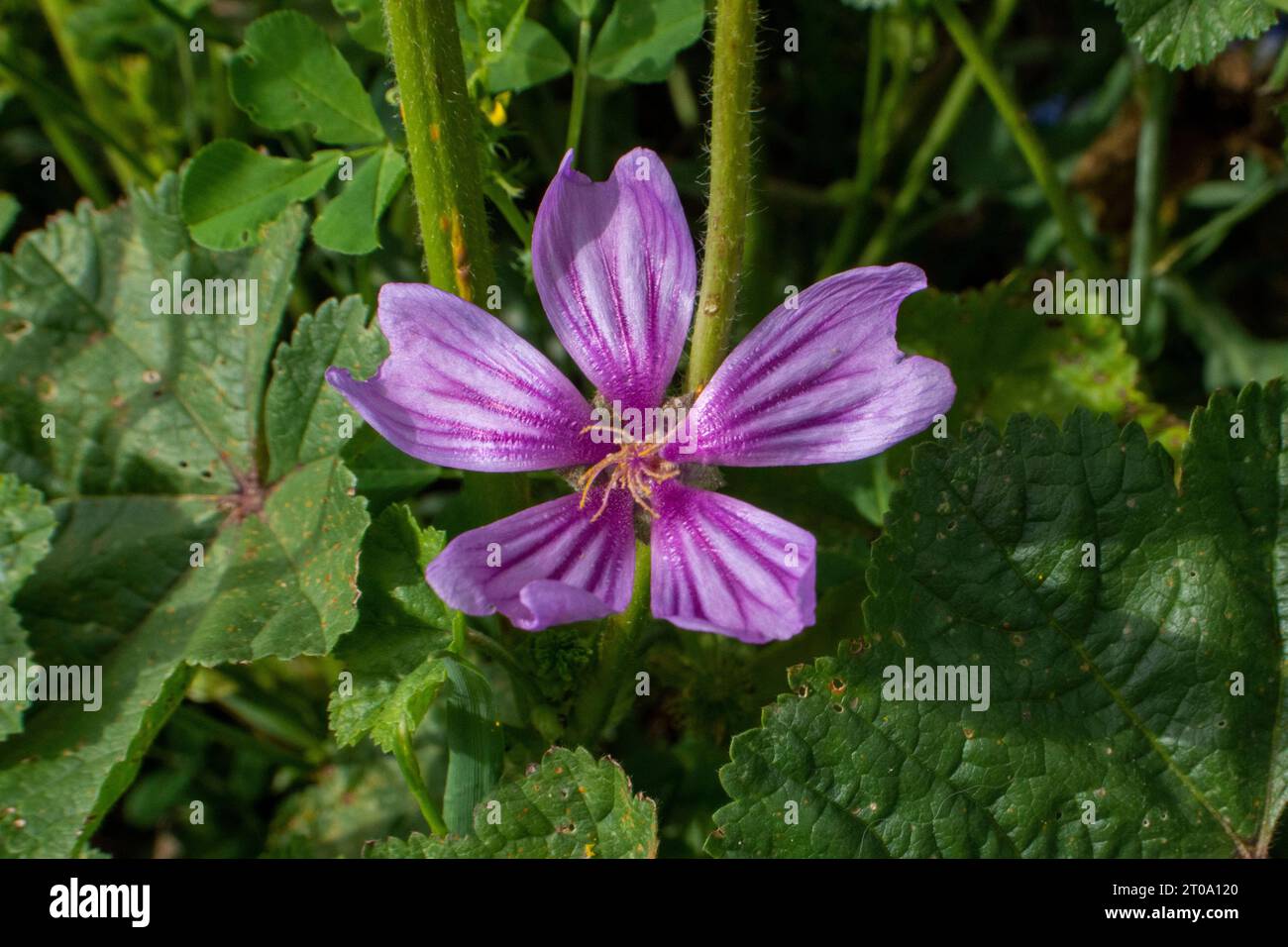 Colores malva hi-res stock photography and images - Alamy