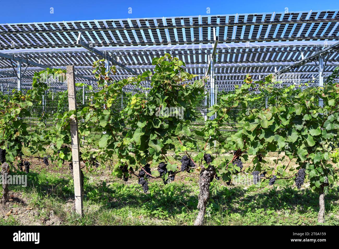 Photovoltaic glass panels hi-res stock photography and images - Alamy