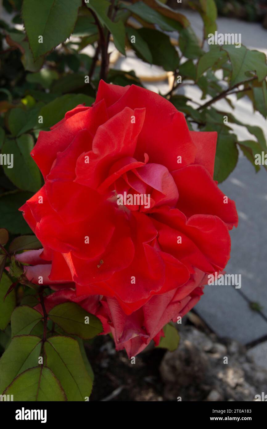 Flores de color rojo intenso hi-res stock photography and images - Alamy