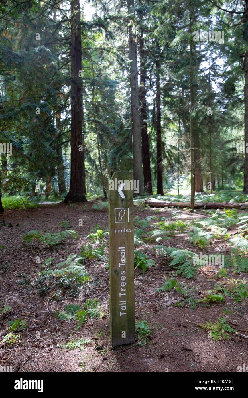 Tall Trees Walk Trail in the New Forest National Park, near ...