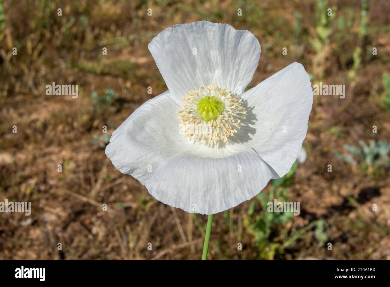 Flores de campo, amapola blanca o adormidera Stock Photo - Alamy