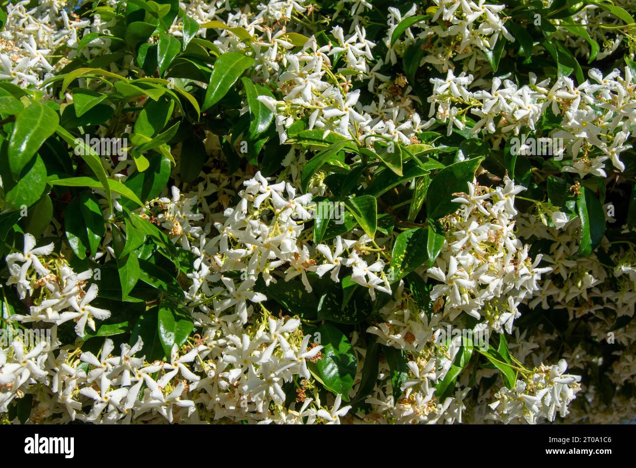 Planta trepadora blanca hi-res stock photography and images - Alamy