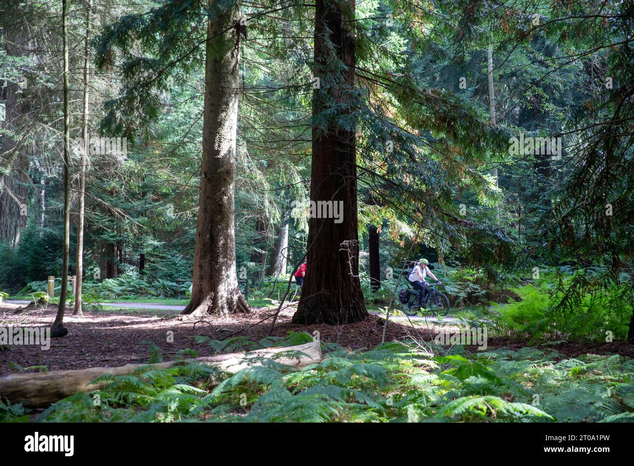 New Forest National park cycling along Rhinefield Ornamental Drive ...