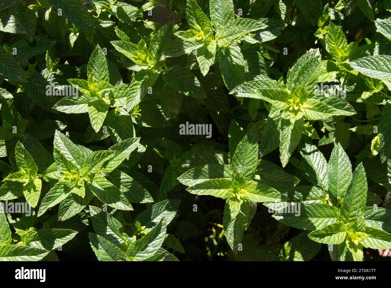 Menta de jardín Stock Photo - Alamy