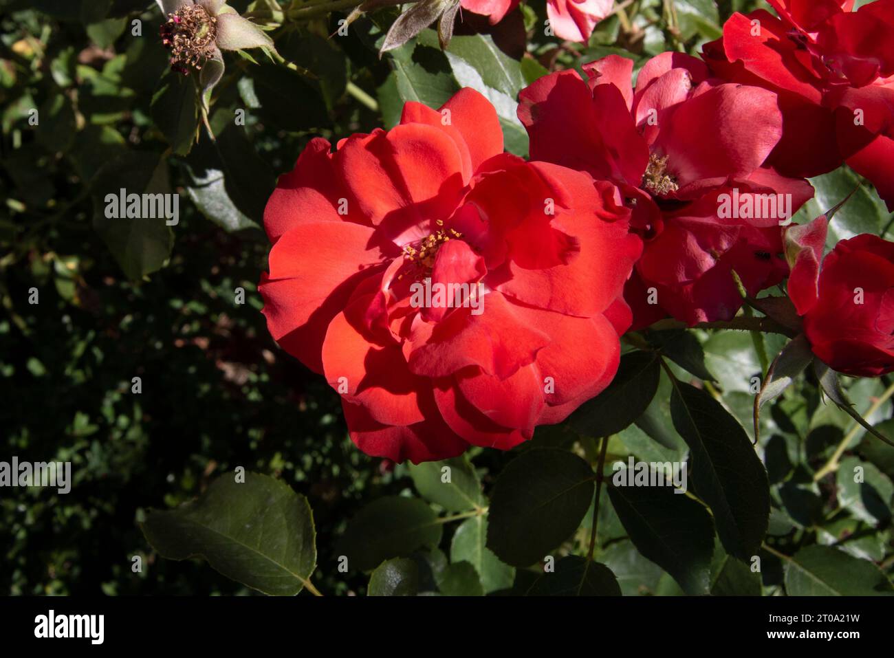 Bonitas Flores Rosas