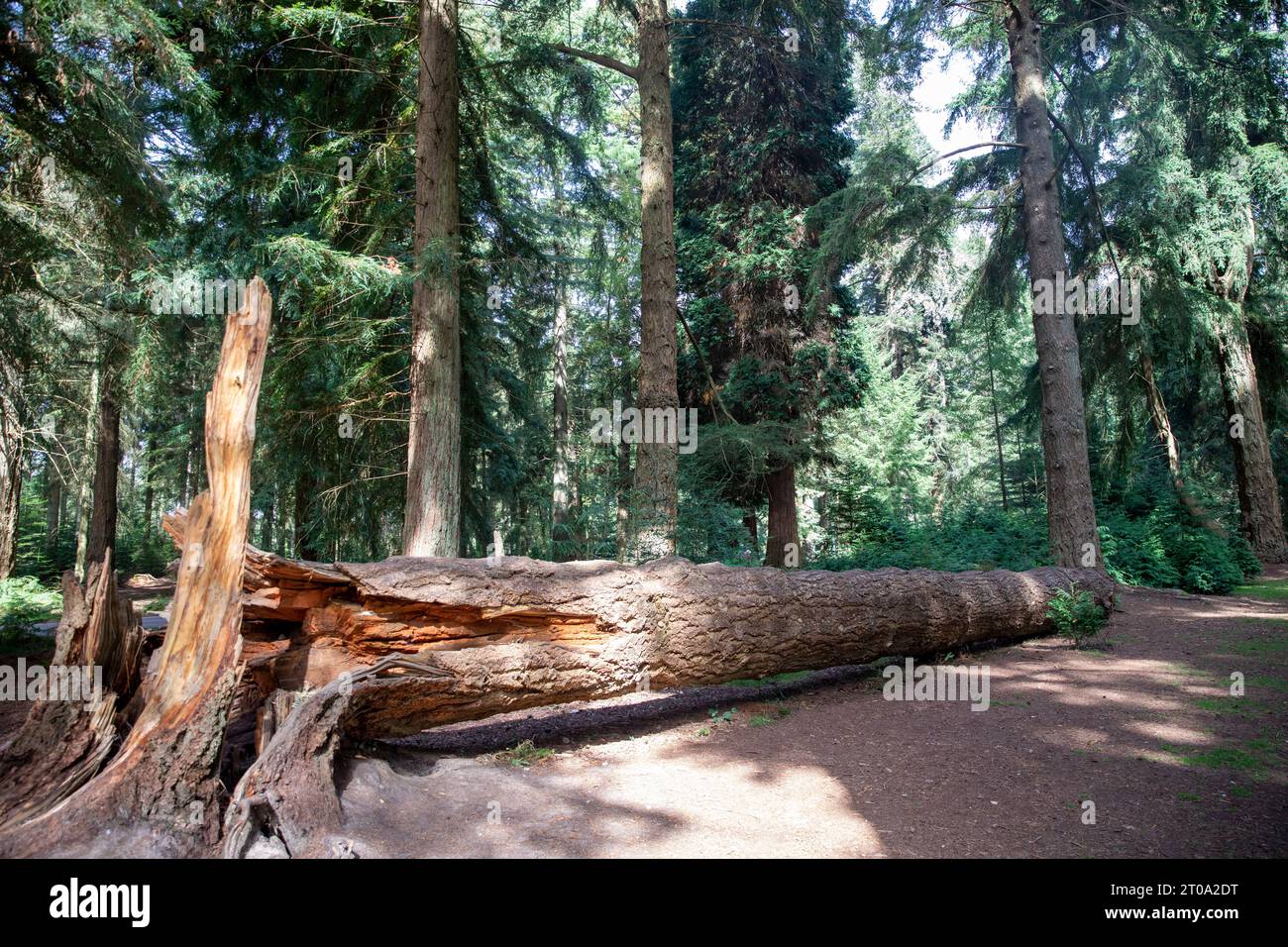 Tall Trees Trail in the New Forest national park and large fallen tree ...