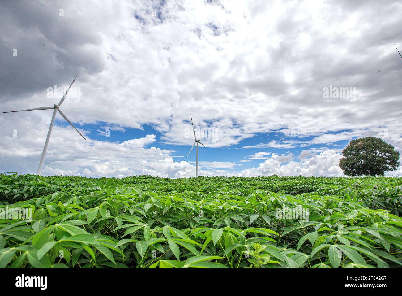 Chaiyaphum. 5th Oct, 2023. This photo taken on Oct. 5, 2023 shows China ...