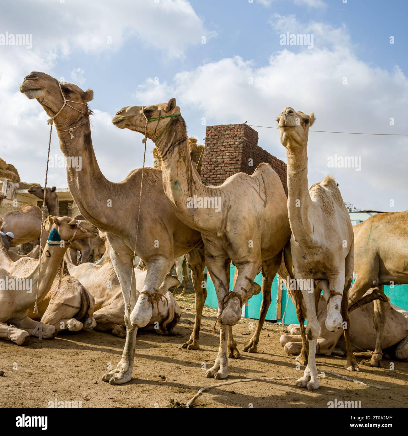 Egypt, Cairo, Birqash, Camel Market - Camels on sale Stock Photo - Alamy Egypt, Cairo, Birqash, Camel Market - Camels on sale Stock Photo - Alamy