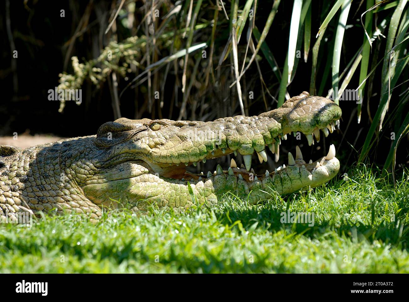 Krokodil australien hi-res stock photography and images - Alamy
