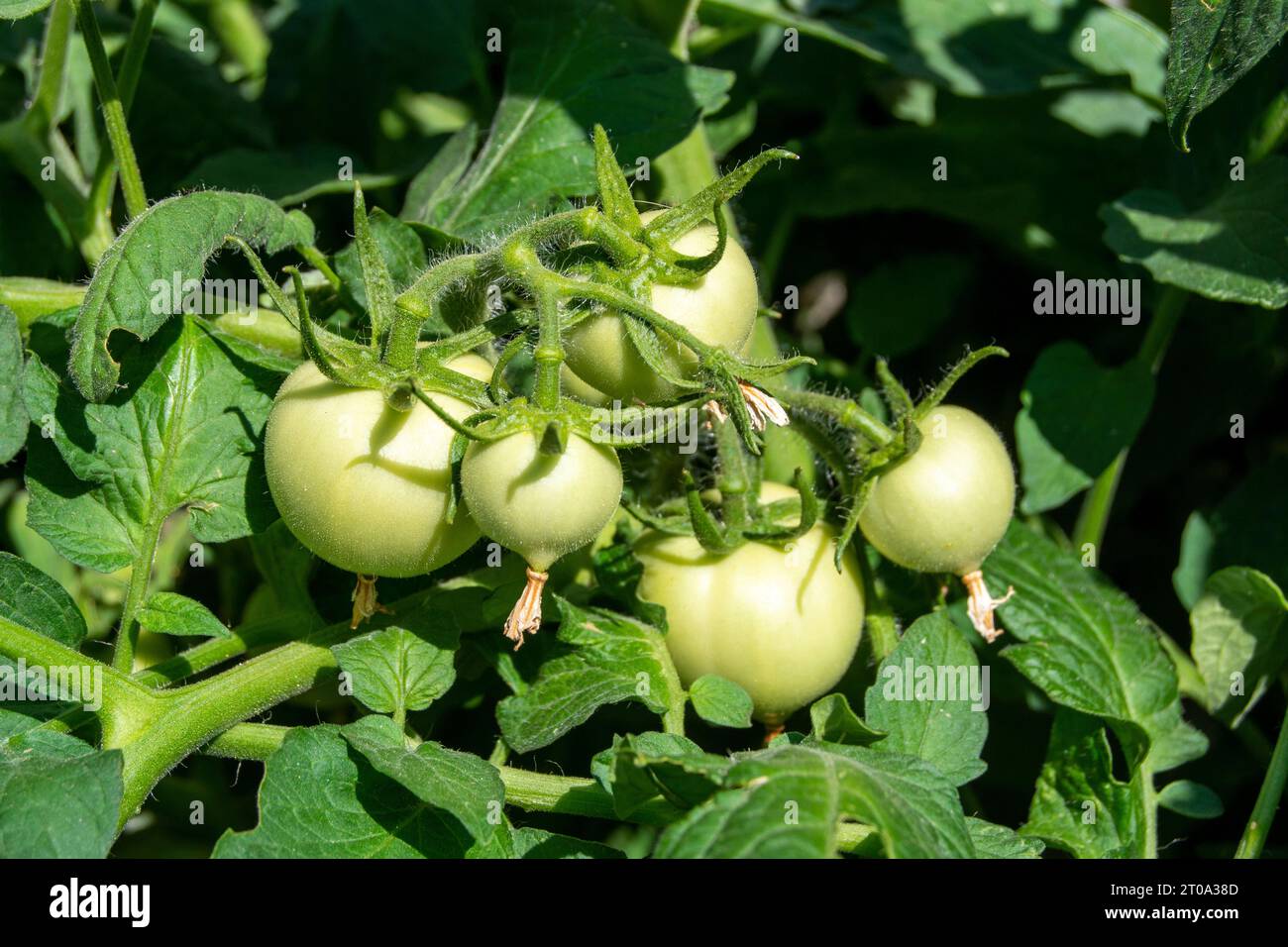 Tomates verdes madurando Stock Photo - Alamy