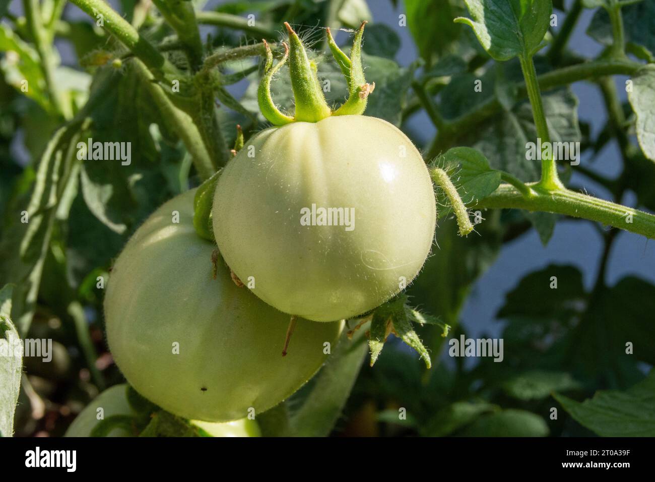 Tomates verdes madurando Stock Photo - Alamy