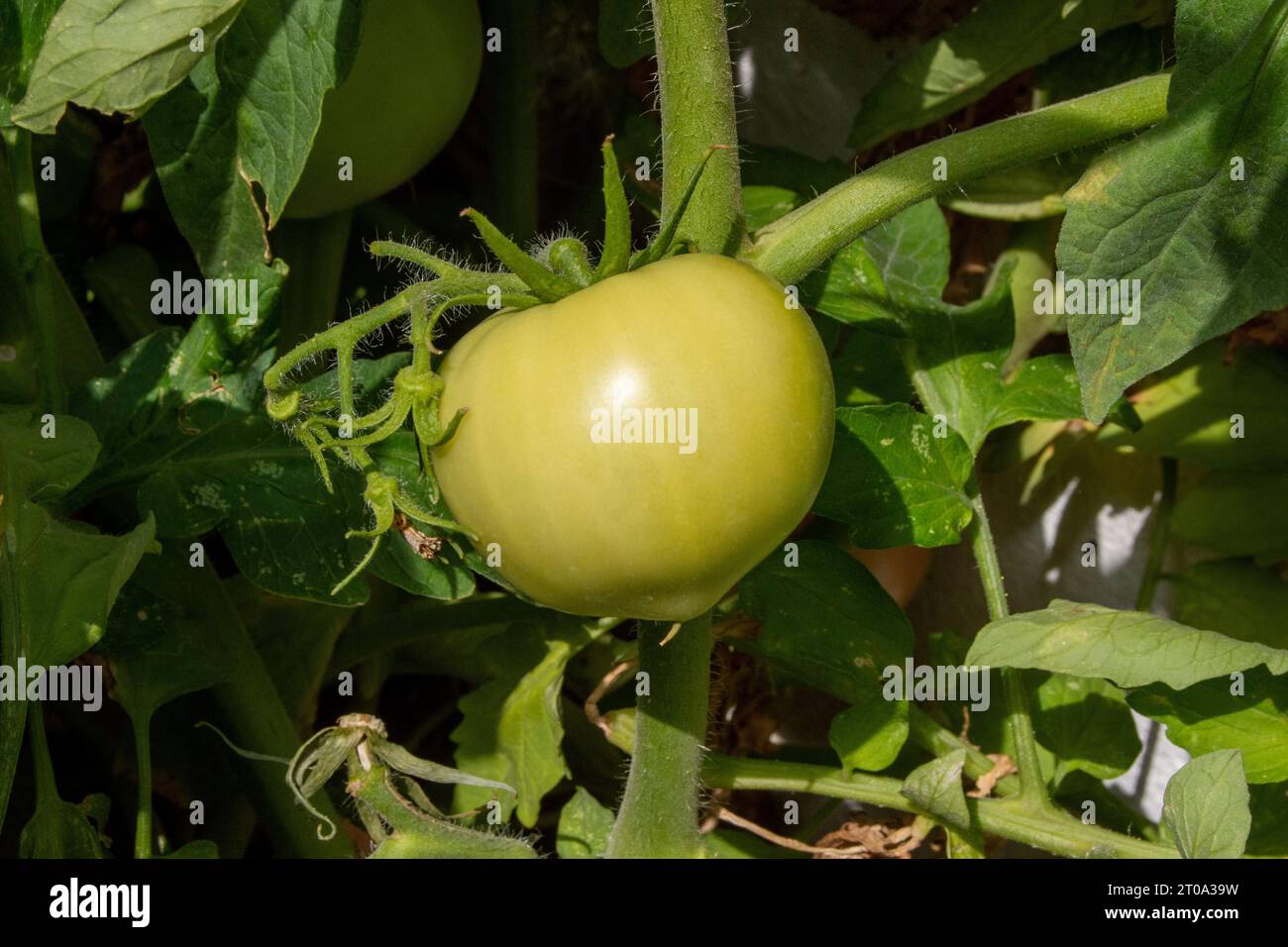 Cultivo de tomates hi-res stock photography and images - Alamy