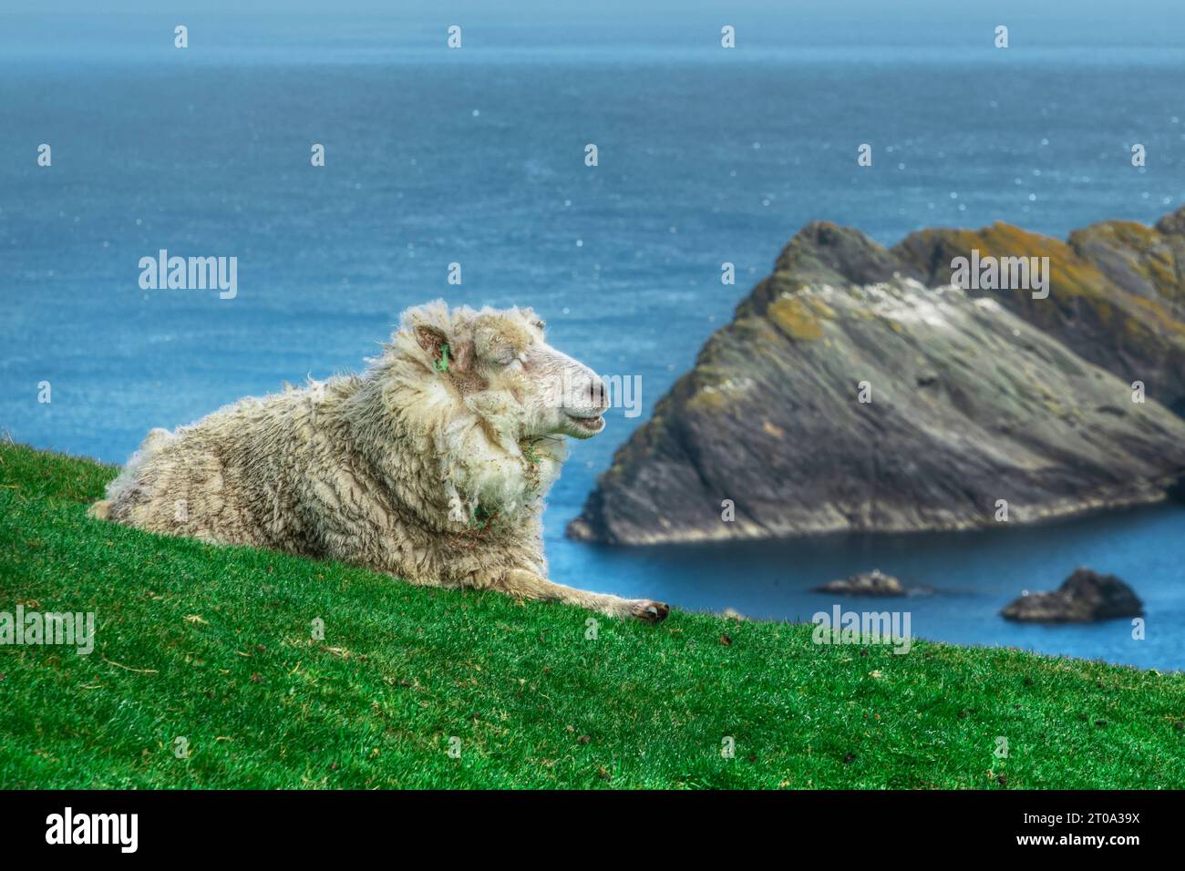 The dramatic coastline of Hermaness on Unst, Shetland Islands Stock ...