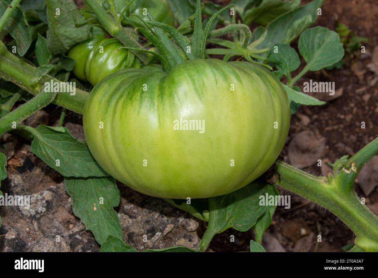 Tomate en la cocina hi-res stock photography and images - Alamy