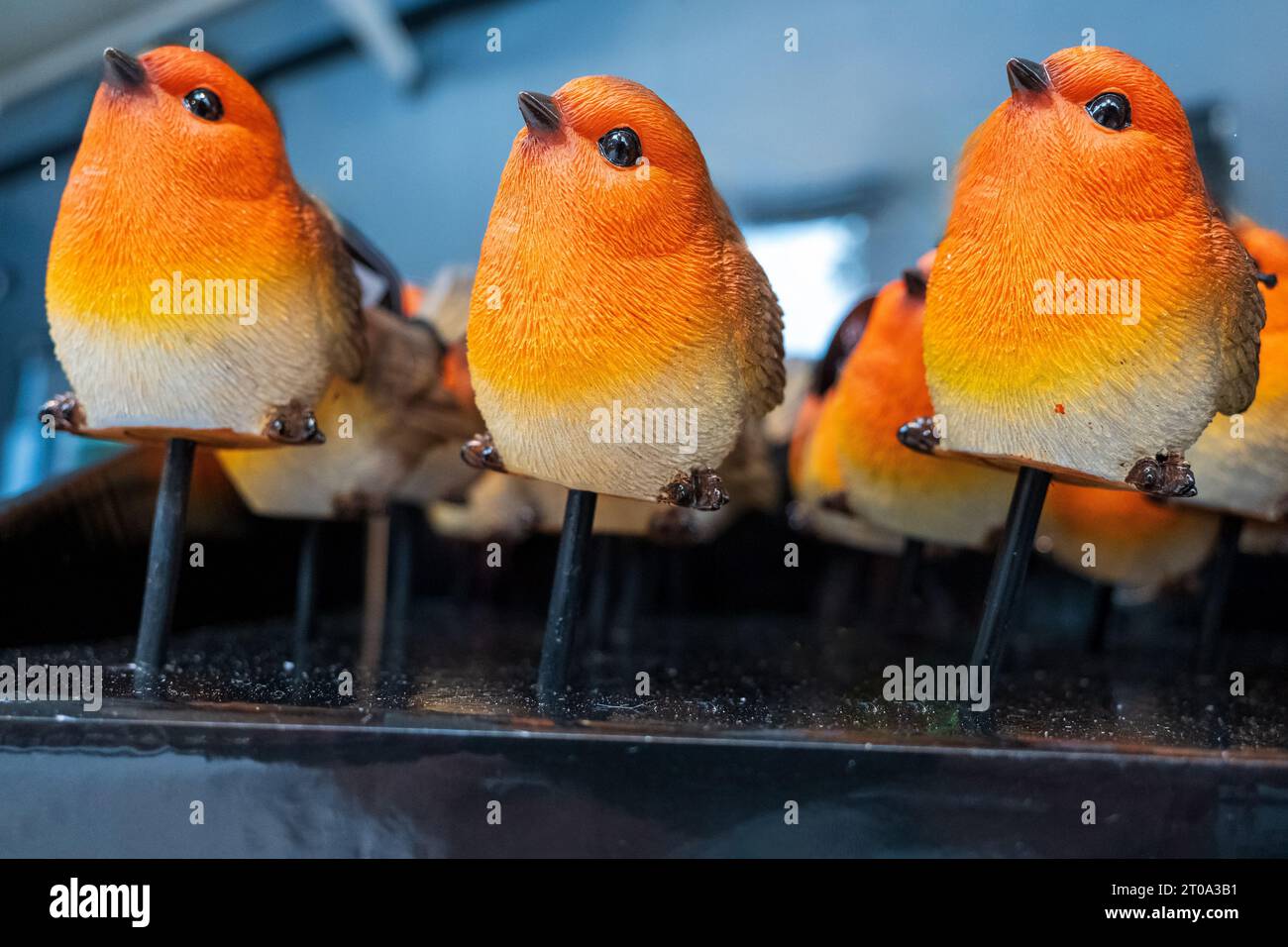 Bunch of robins hi-res stock photography and images - Alamy