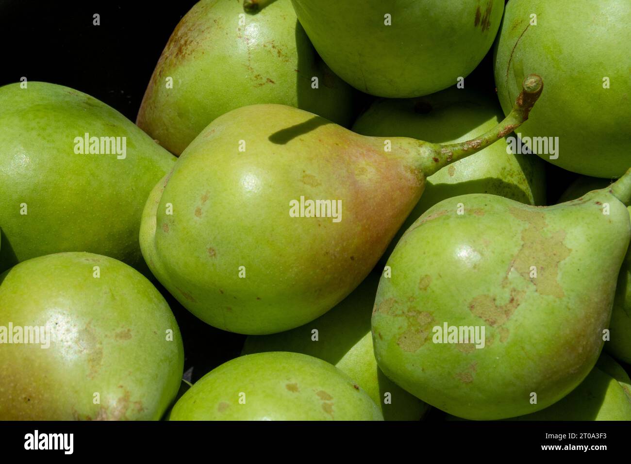 Peras de fruta hi-res stock photography and images - Alamy