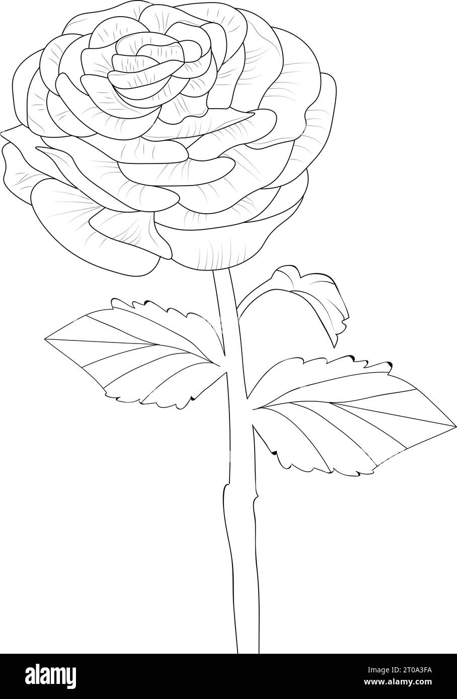 Hand drawn ranunculus drawing hi-res stock photography and images - Alamy