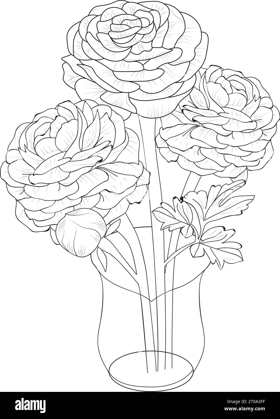 Simple ranunculus flower drawing hi-res stock photography and images ...