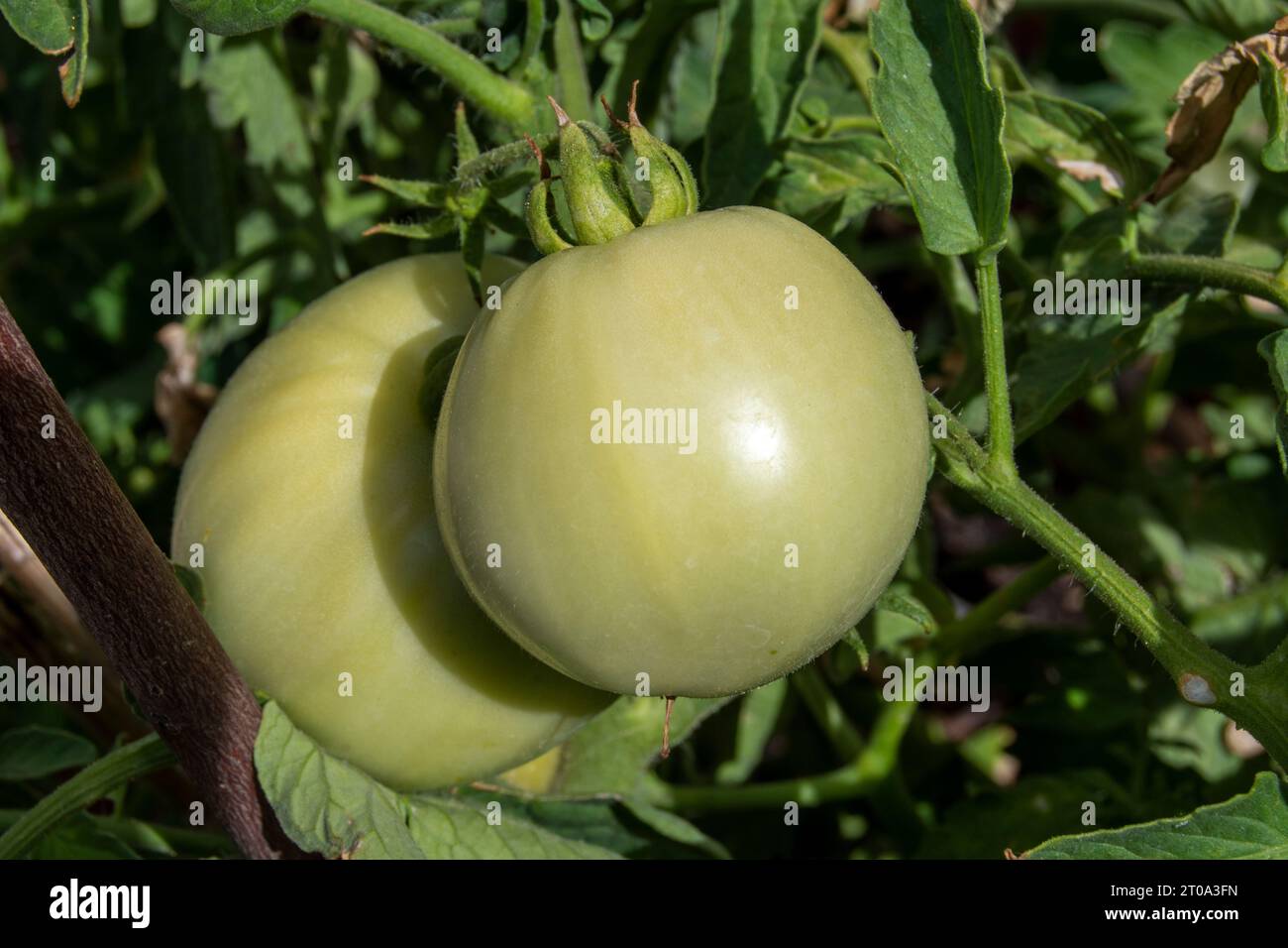Cultivo de tomates hi-res stock photography and images - Alamy