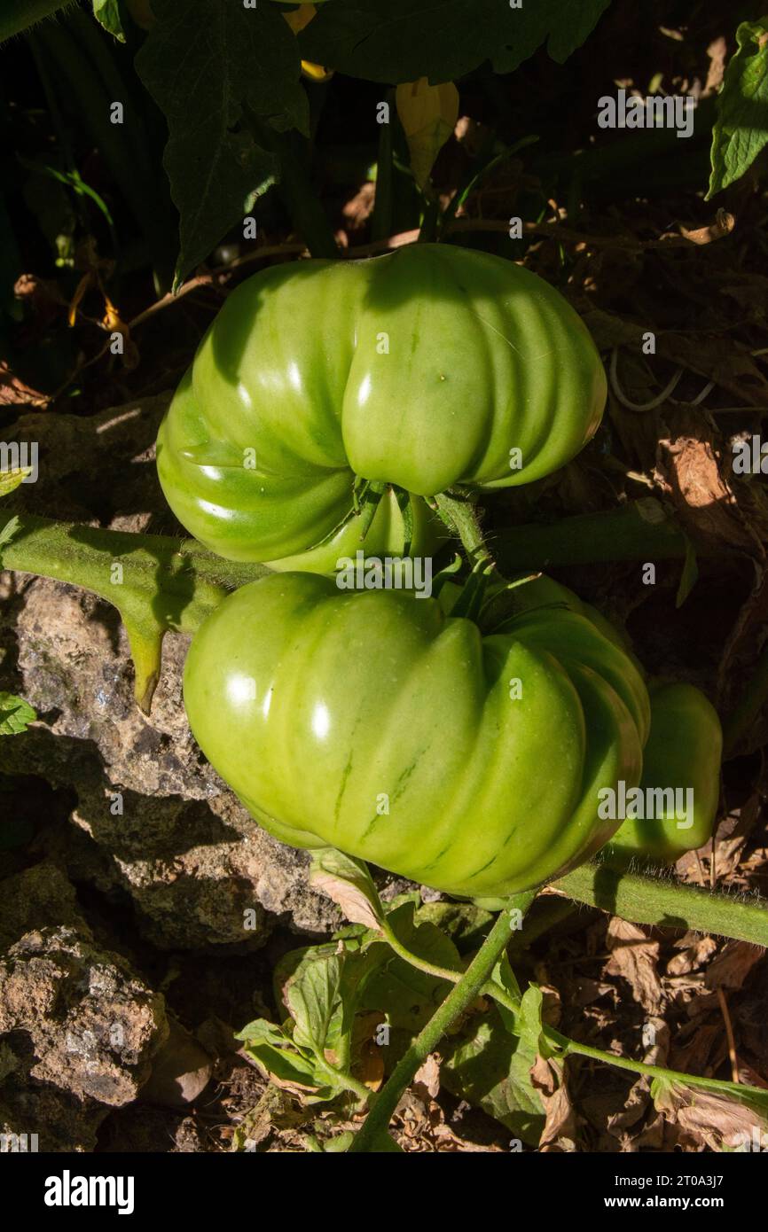 Tomate moruno hi-res stock photography and images - Alamy