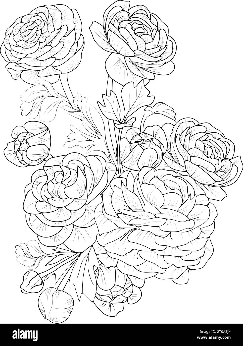 Hand drawn beautiful ranunculus flower bouquets, illustration ink art ...