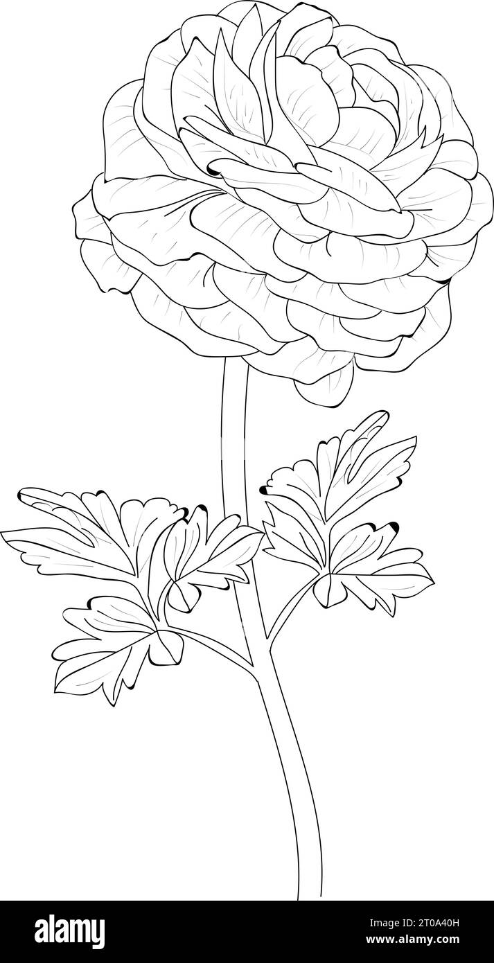 Persian Buttercup Drawing