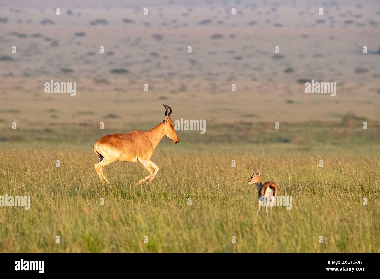 Light brown cokes hi-res stock photography and images - Alamy
