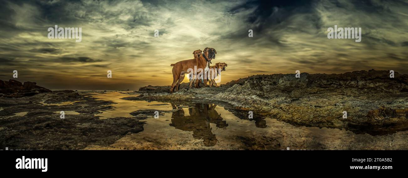 Happy dogs playing together hi-res stock photography and images - Alamy