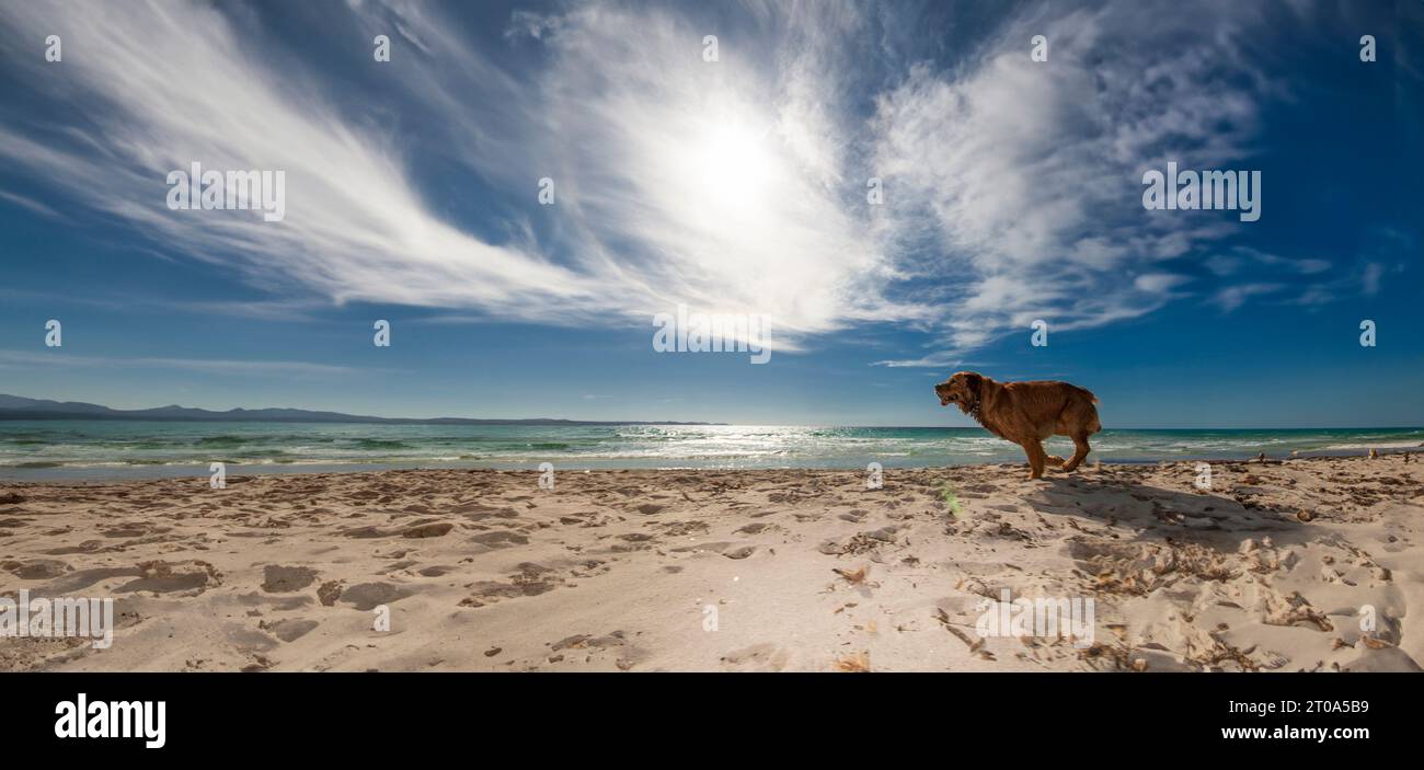At sunny Playa del Caragol, Mallorca, a dog joyfully races the shore ...