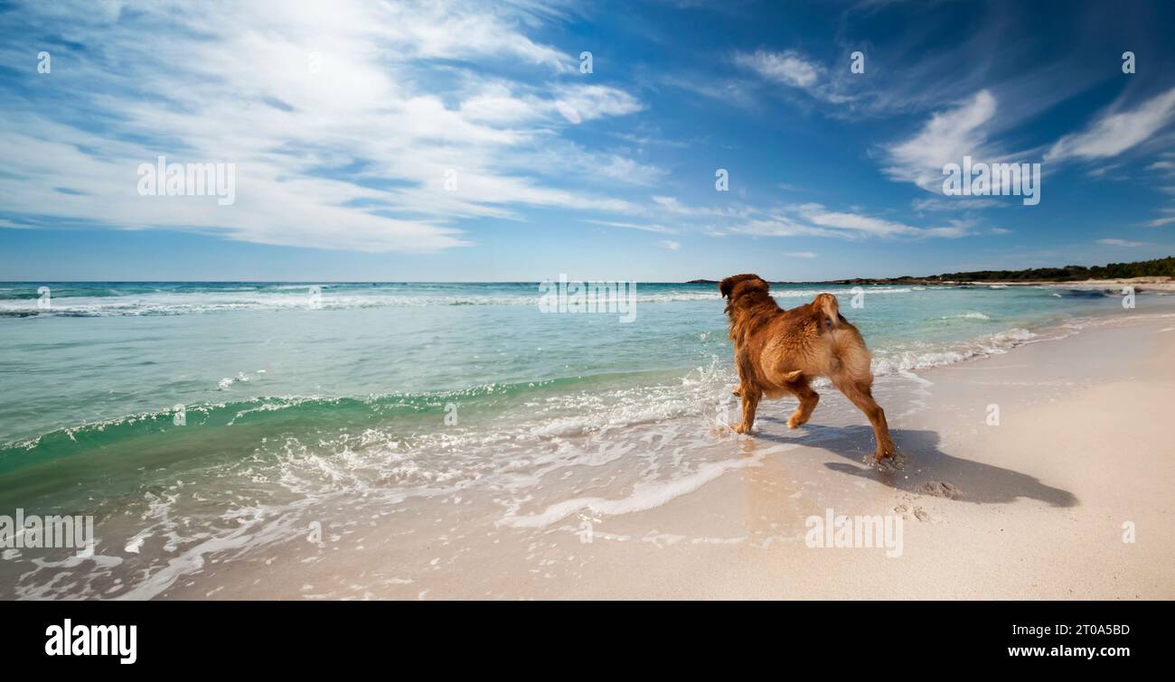 At sunny Playa del Caragol, Mallorca, a dog joyfully races the shore ...