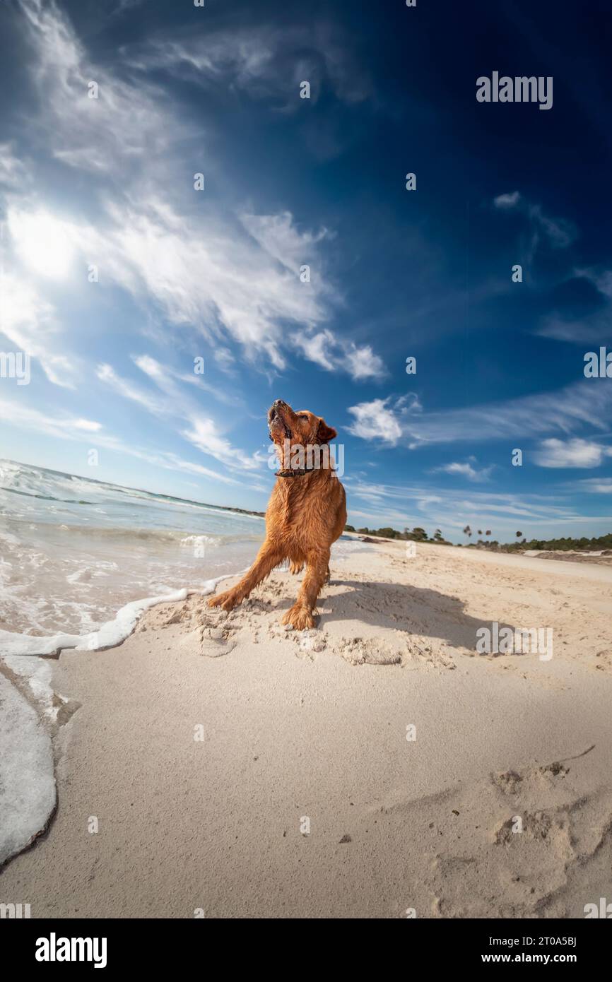 On the sun-kissed shores of Playa del Caragol in Mallorca, a dog looks ...
