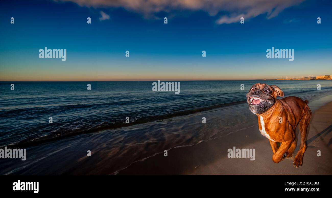 As the sun rises, casting a golden hue on the sands, a boxer dog races ...