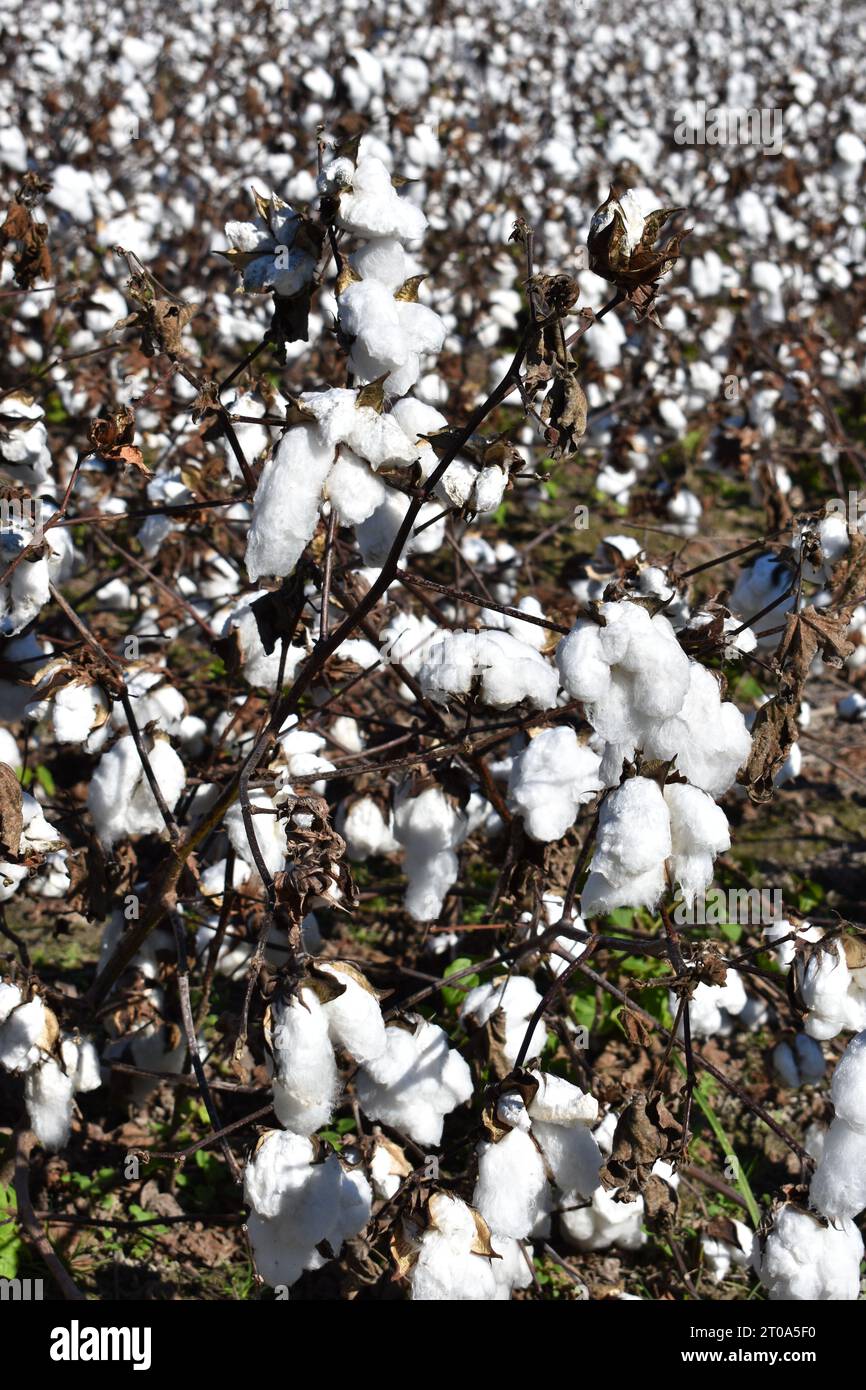 A field of Cotton growing in North Carolina Stock Photo - Alamy